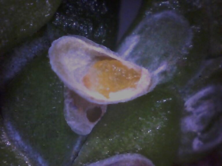 Landscape Pest Notes for Early June 2023 — Plant & Pest Advisory