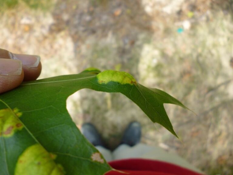 Landscape Pest Notes for Early June 2023 — Plant & Pest Advisory