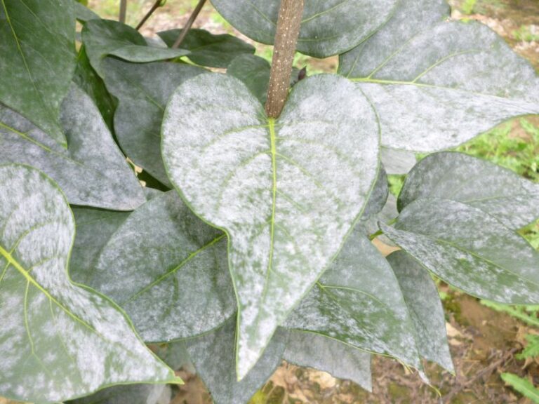 Landscape Pest Notes for Early June 2023 — Plant & Pest Advisory