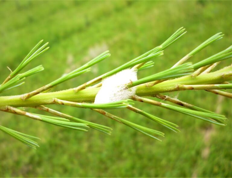 Landscape Pest Notes for Late June 2023 — Plant & Pest Advisory