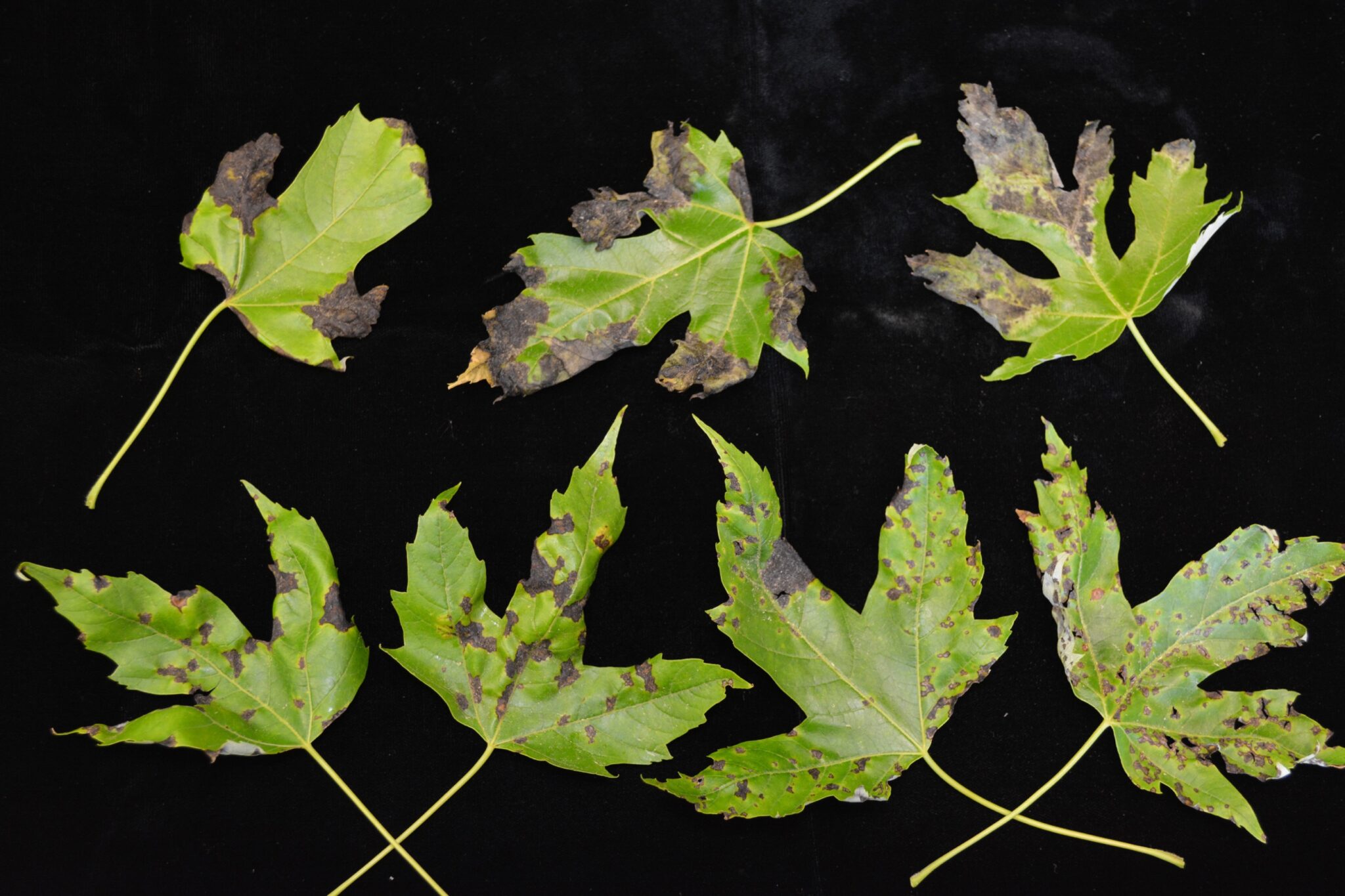 Got leaves? — Plant & Pest Advisory
