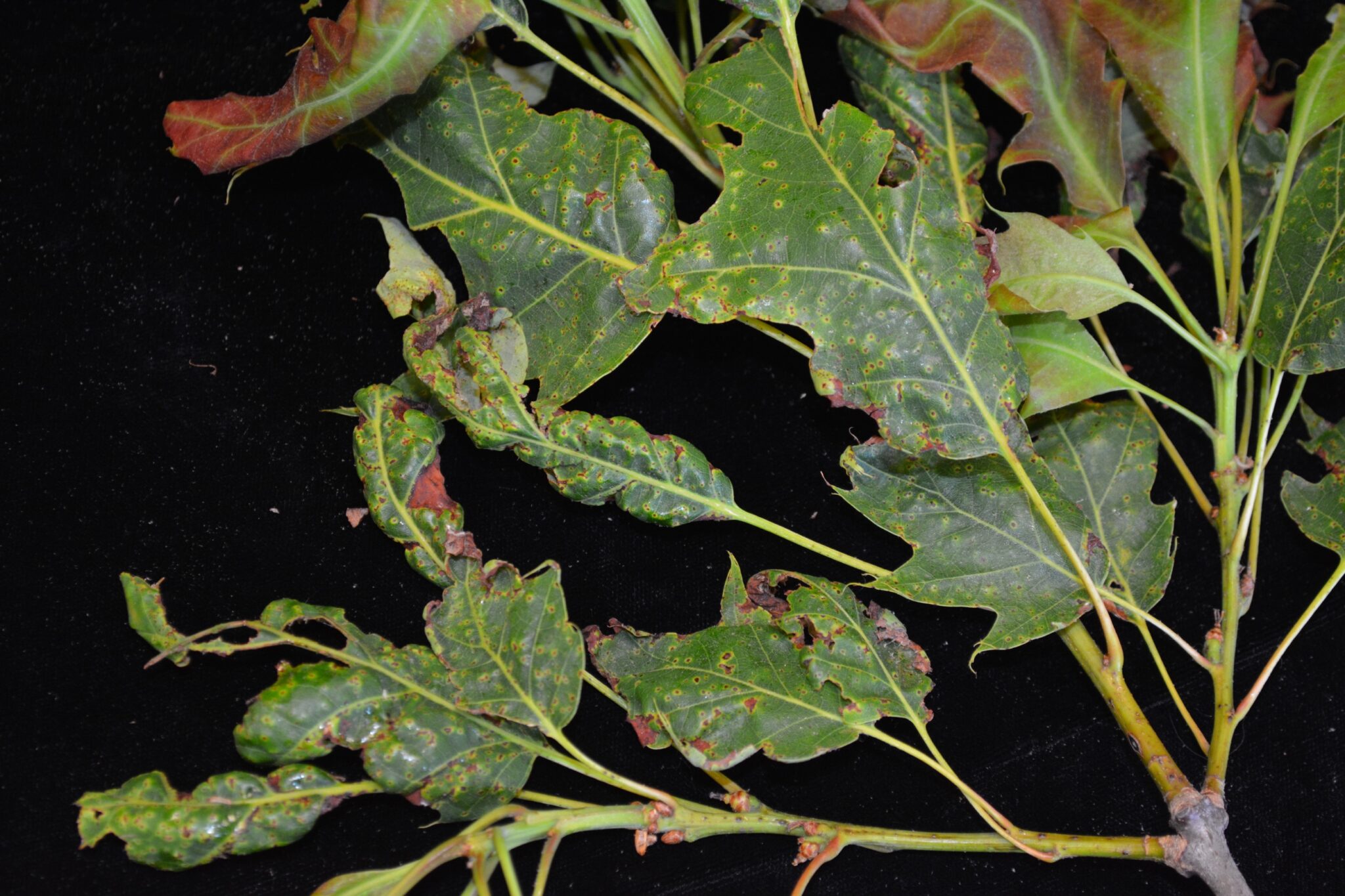 Got leaves? — Plant & Pest Advisory
