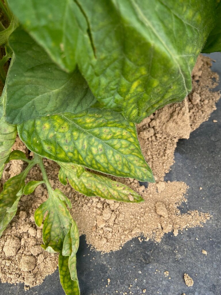 Magnesium Deficiency in Tomato and the Relationship with other ...