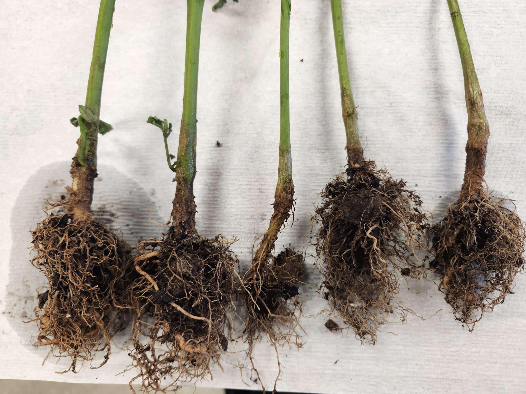 Rhizoc root rot Tomato — Plant & Pest Advisory