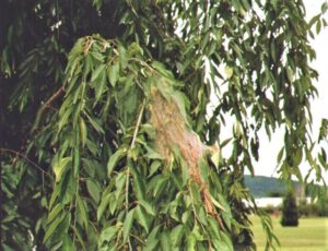 Landscape Pest Notes for July 2023 — Plant & Pest Advisory