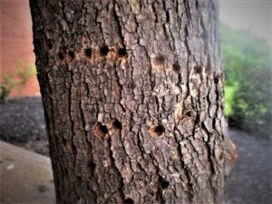 Landscape Pest Notes for July 2023 — Plant & Pest Advisory