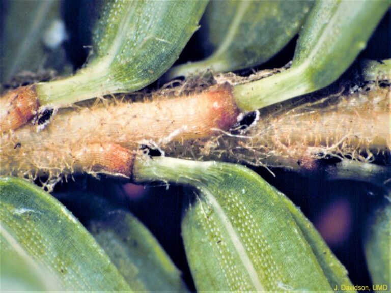 Landscape Pest Notes: Some Late Summer Pests & Concerns — Plant & Pest ...