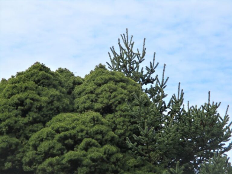 Landscape Pest Notes: Some Late Summer Pests & Concerns — Plant & Pest ...