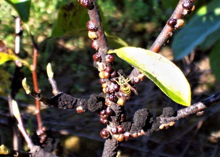 Landscape Pest Notes: Some Late Summer Pests & Concerns — Plant & Pest ...