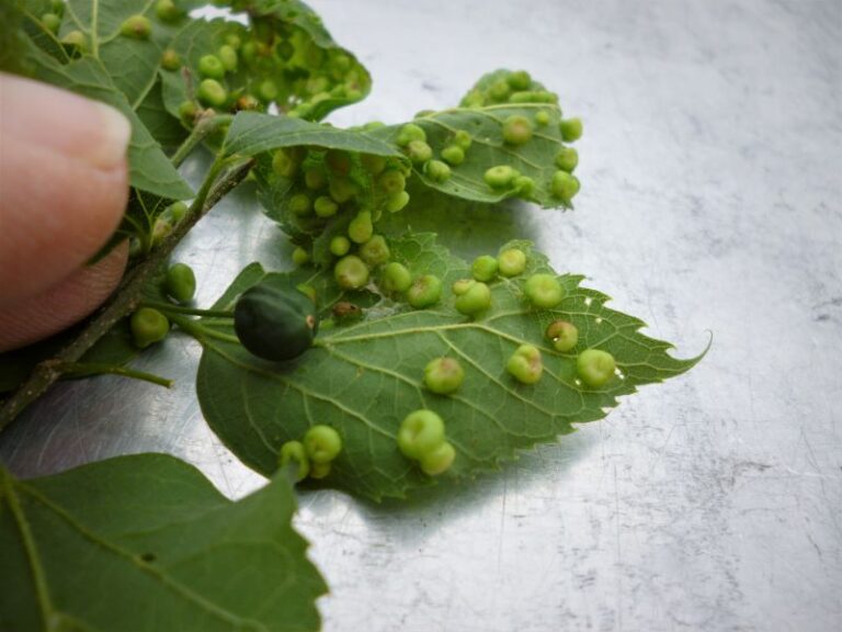 Landscape Pest Notes: Some Late Summer Pests & Concerns — Plant & Pest ...