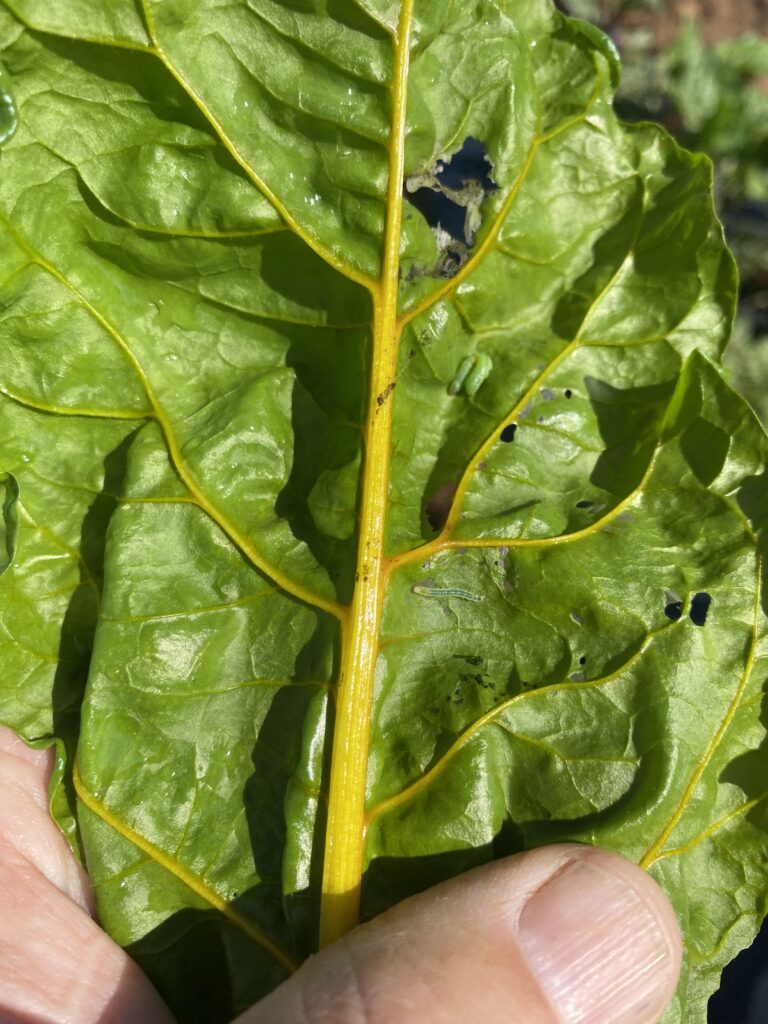 Vegetable IPM Update 9/20/23 — Plant & Pest Advisory