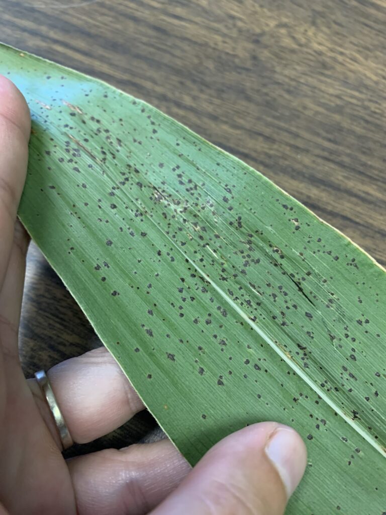 Corn Tar Spot Found in New Jersey — Plant & Pest Advisory