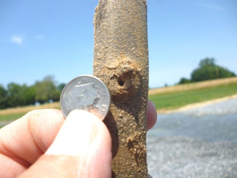 Ambrosia Beetle Borers of Nursery Plants — Plant & Pest Advisory