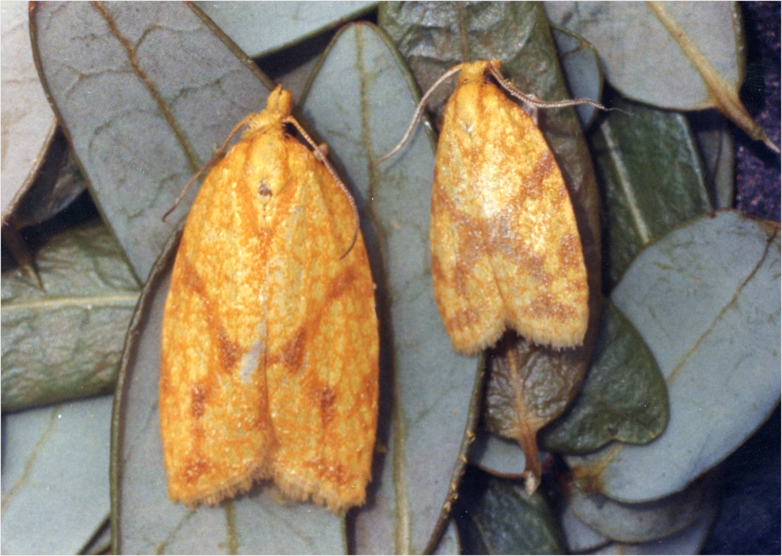 Insect Pest Management During Bloom – June 12, 2024 — Plant & Pest Advisory