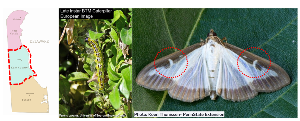 UPDATE – Box tree moth confirmed at private residence in Kent County DE ...