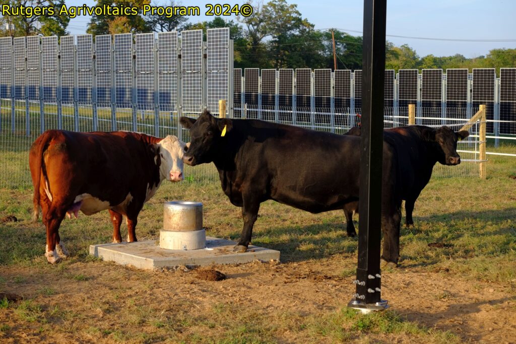 The Rutgers Agrivoltaics Program wraps up its first year of crops ...