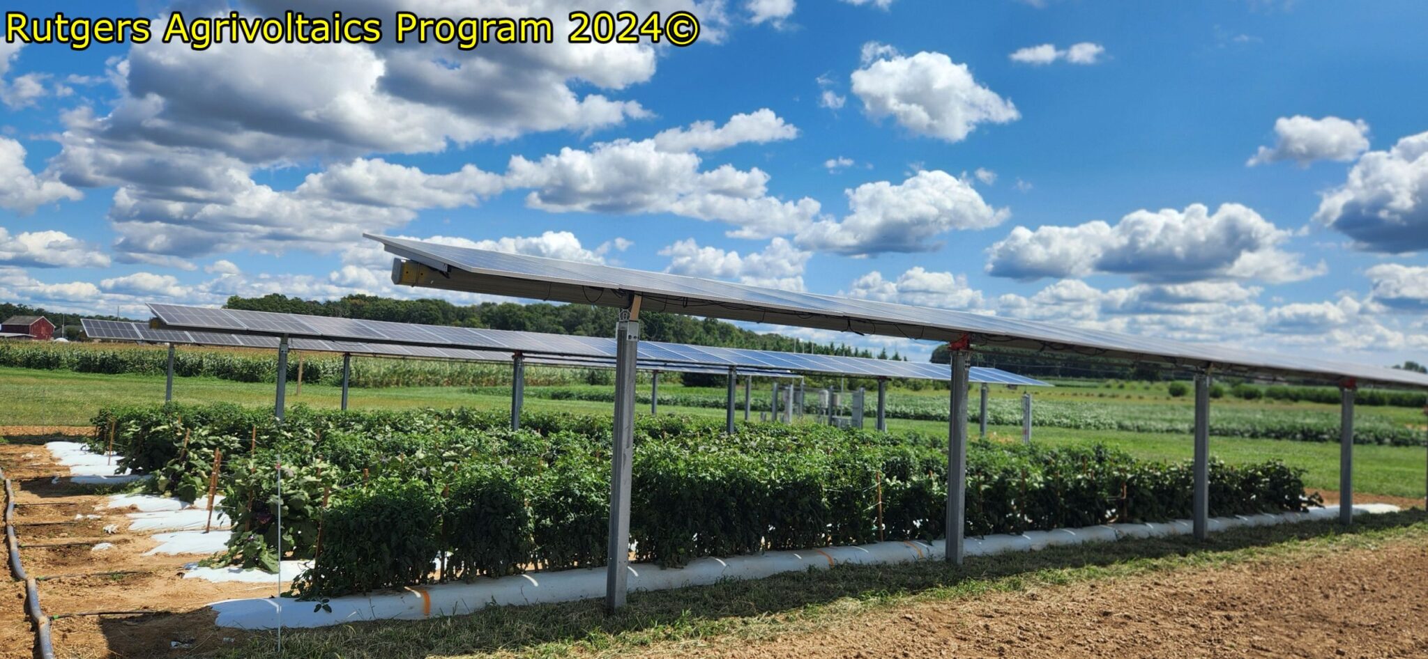 The Rutgers Agrivoltaics Program wraps up its first year of crops ...