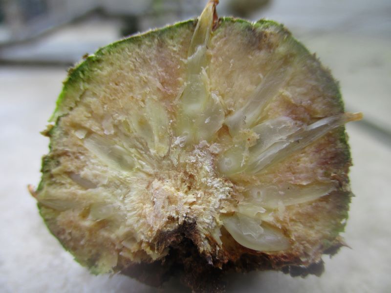 Horned Oak Galls & Gouty Oak Galls: Two Exceptions to the Rule — Plant ...