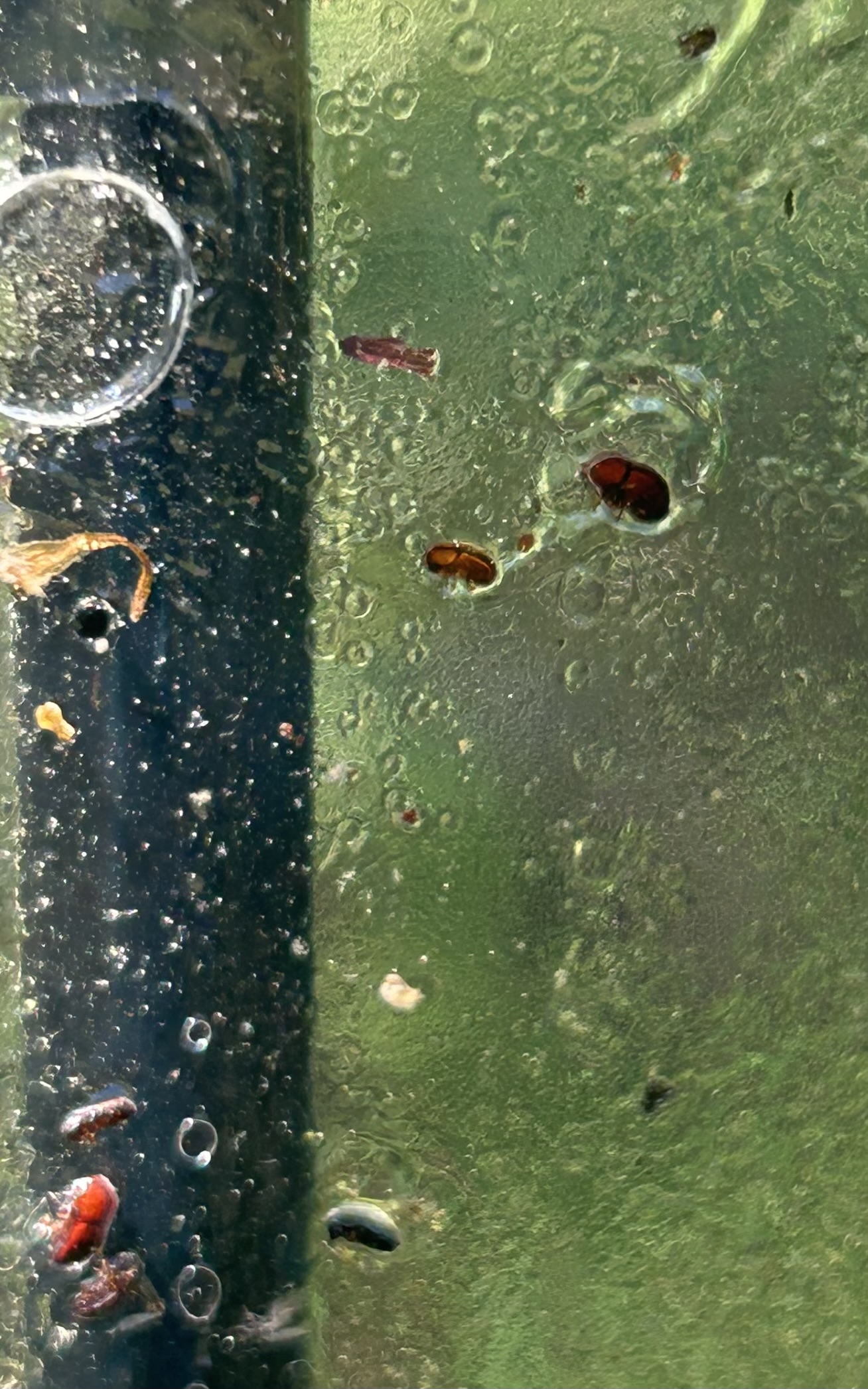 Tree Fruit IPM Report April 29, 2025 — Plant & Pest Advisory