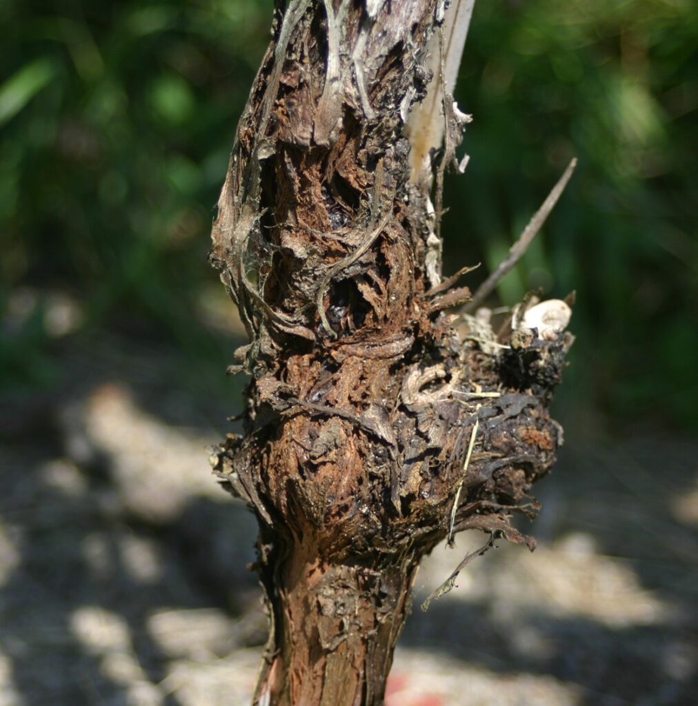 Crown Gall in Grapevines – Early Symptoms and Management. — Plant ...