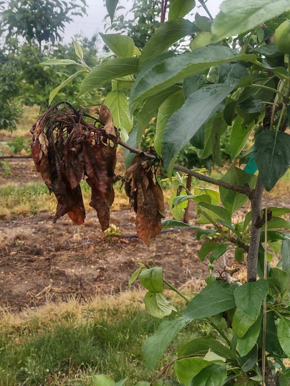 Fruit IPM Report May 26, 2025 — Plant & Pest Advisory