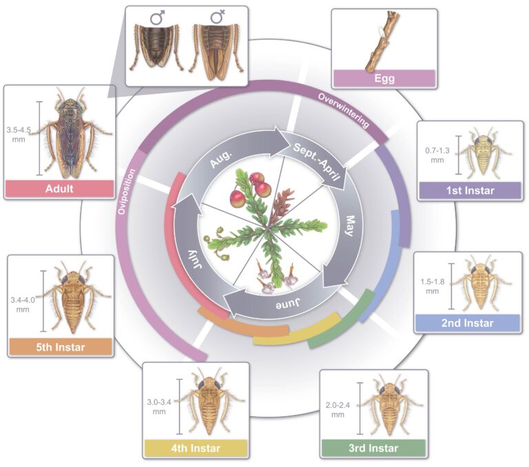 Blunt-nosed Leafhopper in Cranberries – May 2025 — Plant & Pest Advisory