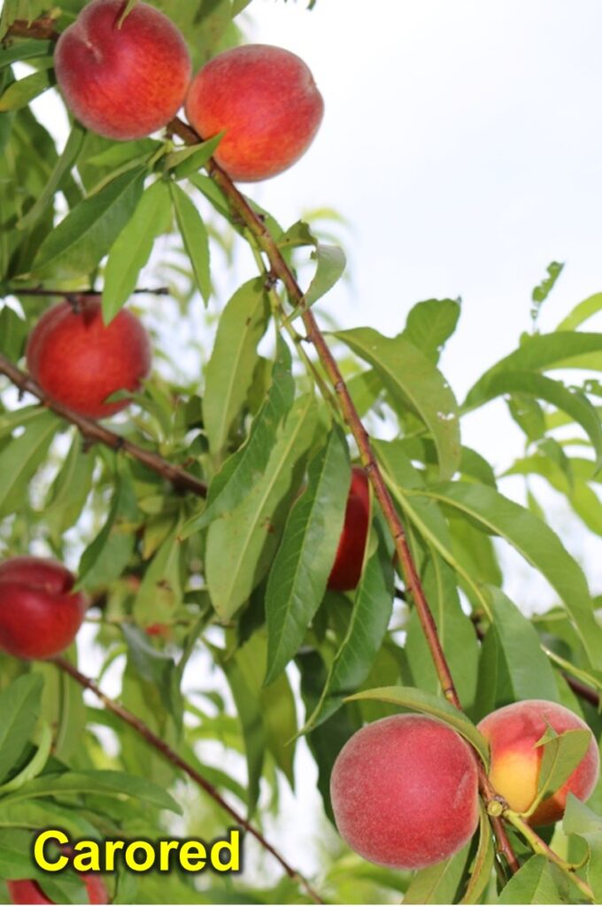 Late June Peach Varieties for New Jersey– New and Standard — Plant ...