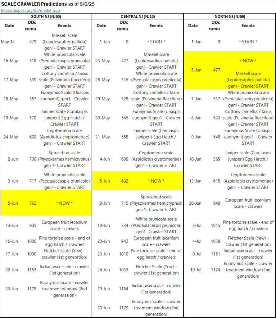 Bagworms + PEST ALERTS (SCALE crawlers) + Ornamental IPM 5/27 Recording ...