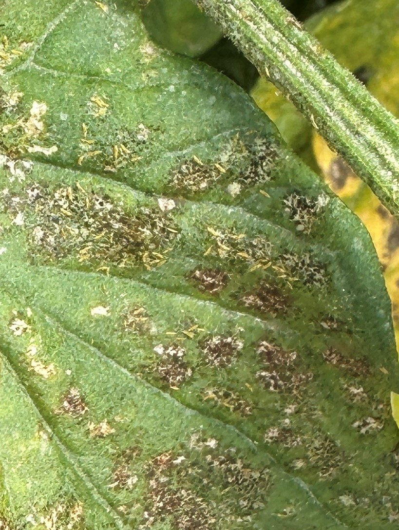 Thrips Active in Vegetable Crops — Plant & Pest Advisory