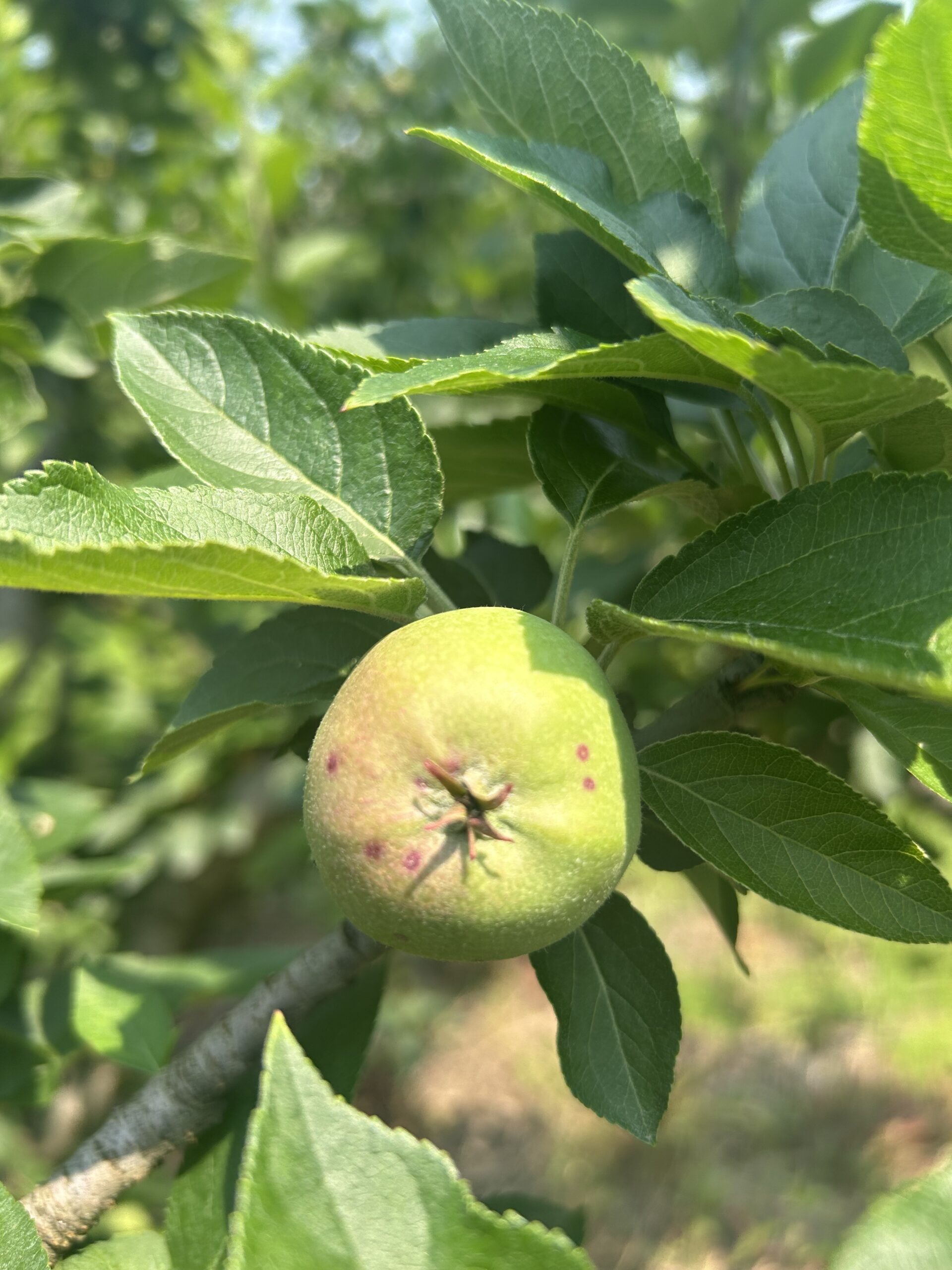 Fruit IPM Report June 17, 2025 — Plant & Pest Advisory