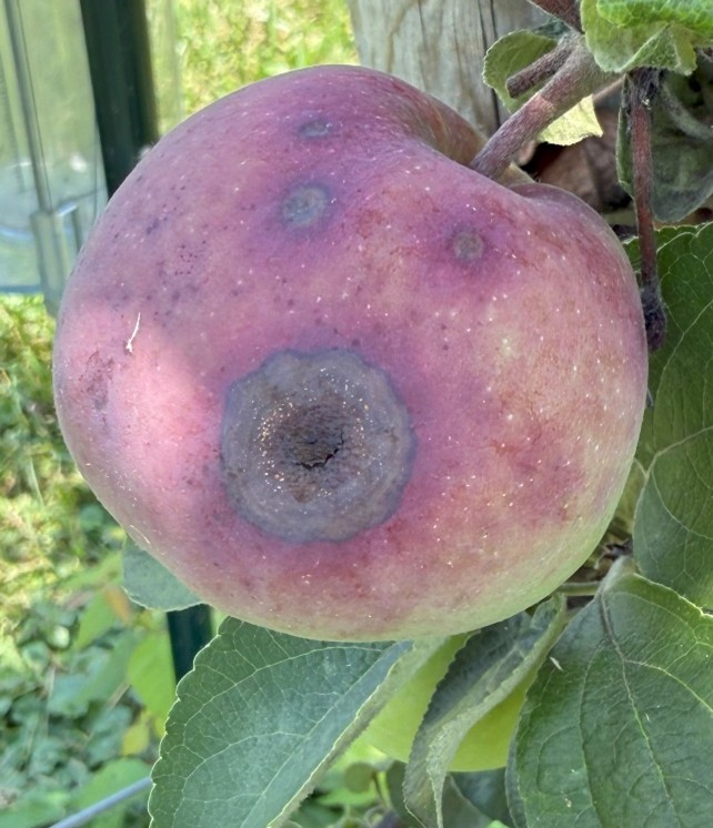 Fruit IPM Report June 30, 2025 — Plant & Pest Advisory