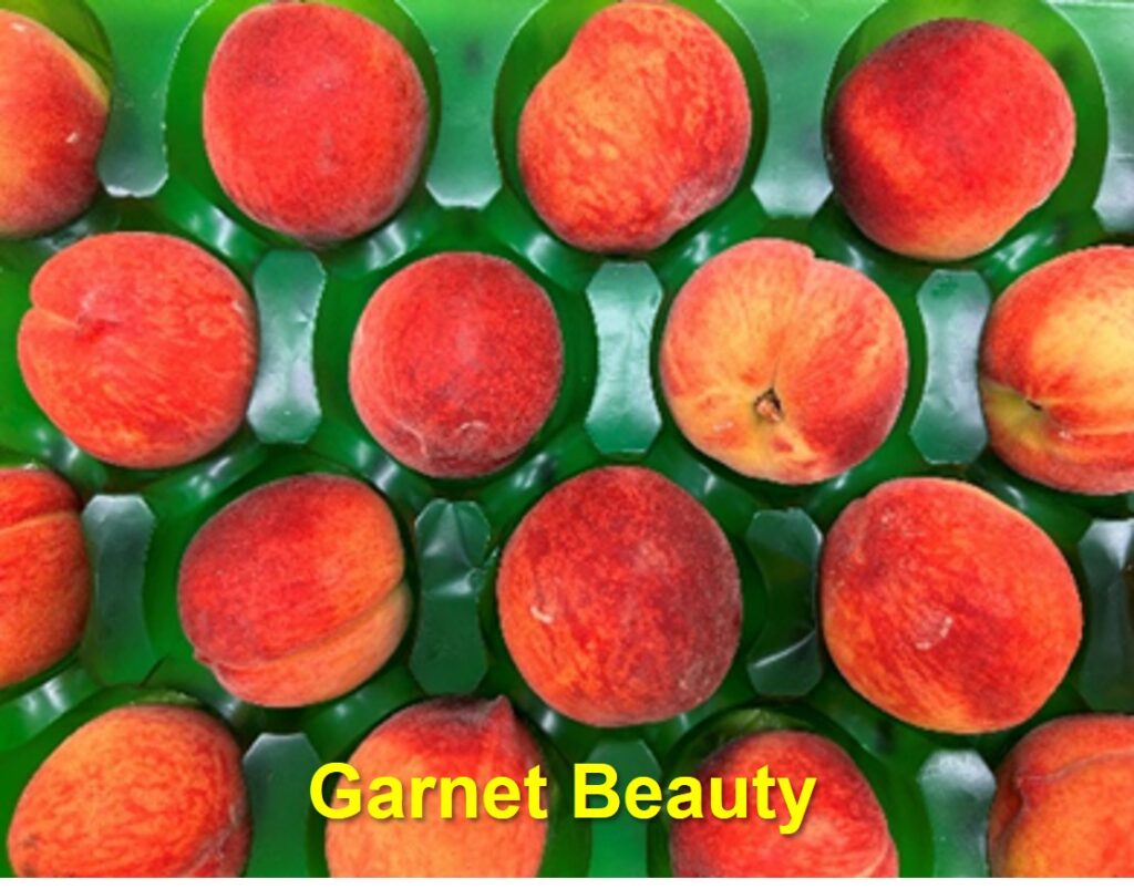 Early July Peach Varieties – Sentry, Glenglo, Ruby Prince, Garnet ...