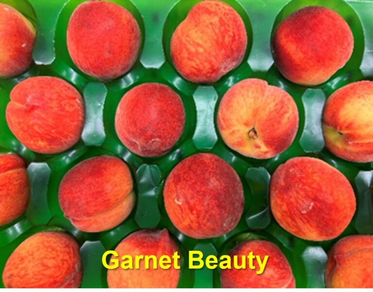 Early July Peach Varieties – Sentry, Glenglo, Ruby Prince, Garnet ...