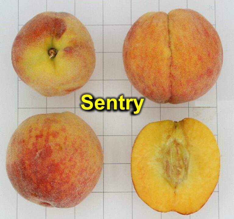Early July Peach Varieties – Sentry, Glenglo, Ruby Prince, Garnet ...