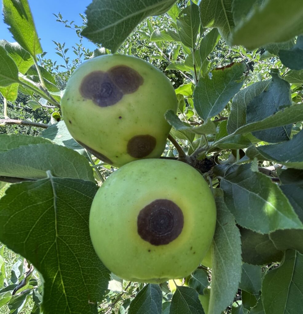 Fruit IPM Report July 21, 2025 — Plant & Pest Advisory