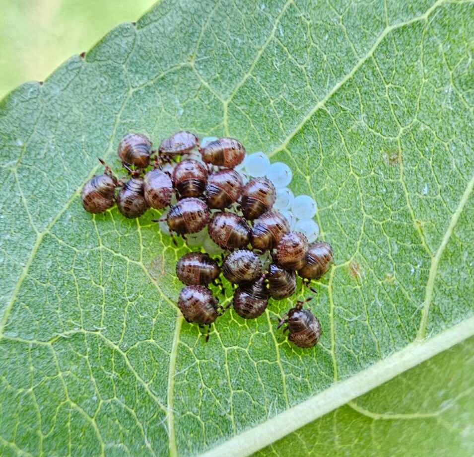 Fruit IPM Report August 12, 2025 — Plant & Pest Advisory