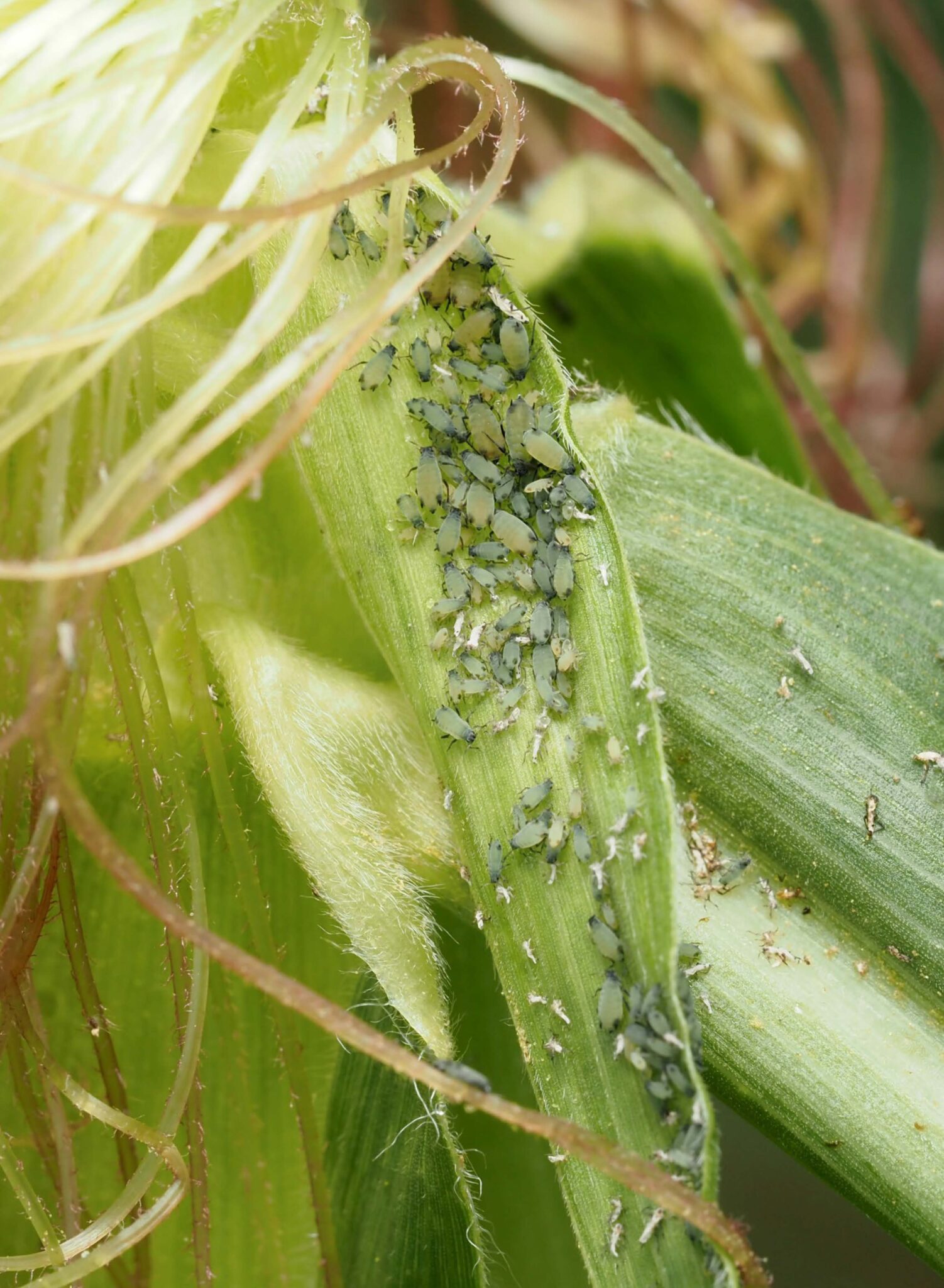 Veg IPM Update 9/27/25 — Plant & Pest Advisory