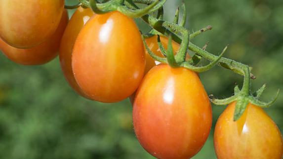 scarlet sunrise tomato — Plant & Pest Advisory